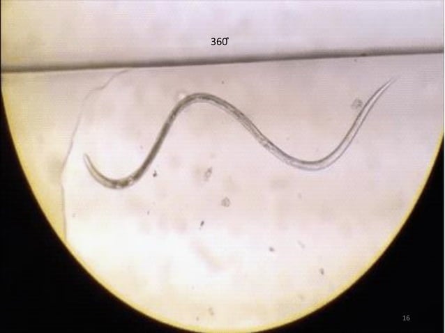Behavioural analysis of nematode movement | PDF
