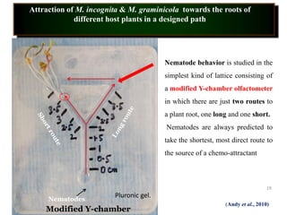 Behavioural analysis of nematode movement | PDF