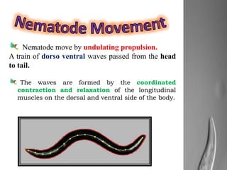 Behavioural analysis of nematode movement | PDF