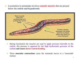 Behavioural analysis of nematode movement | PDF