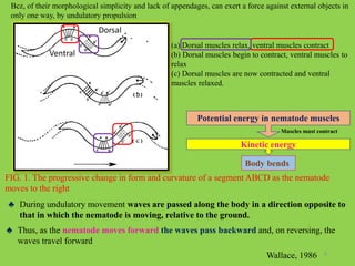 Behavioural analysis of nematode movement | PDF