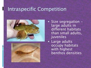 Intraspecific Competition Fish
