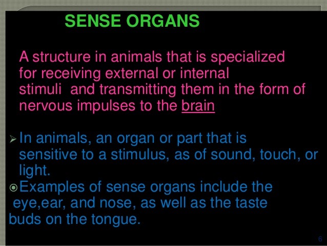 Behaviour and sense organs cattle