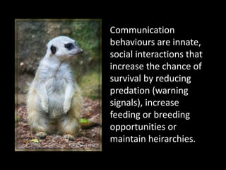 Behaviours for survival | PPTX