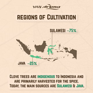 Behind the Botanical - Clove Leaf and Its derivatives.pdf