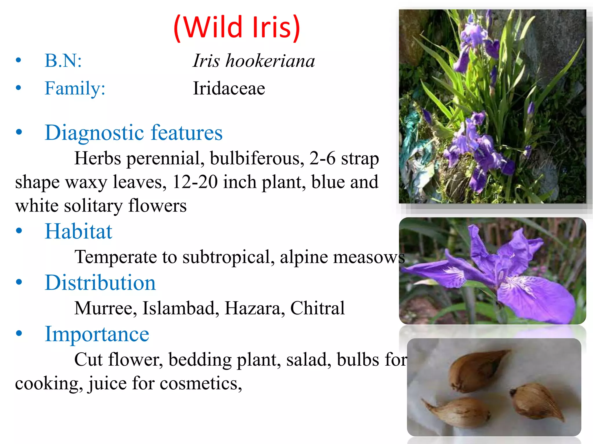 Native Plants of Pakistan | PPTX