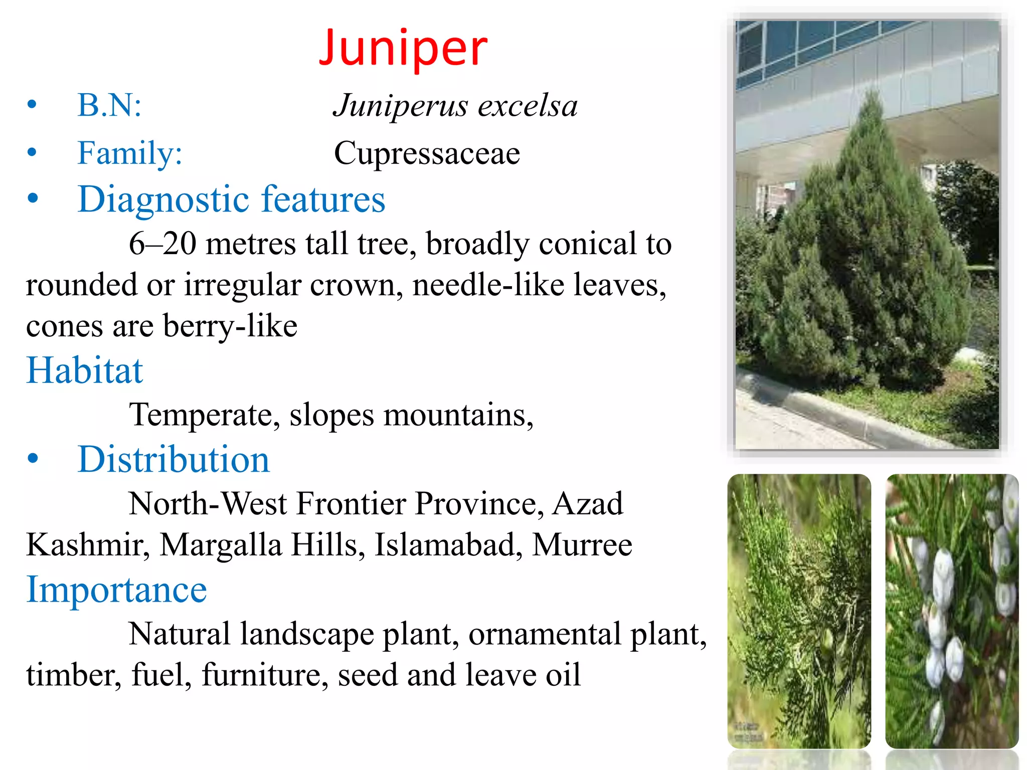 Native Plants of Pakistan | PPTX
