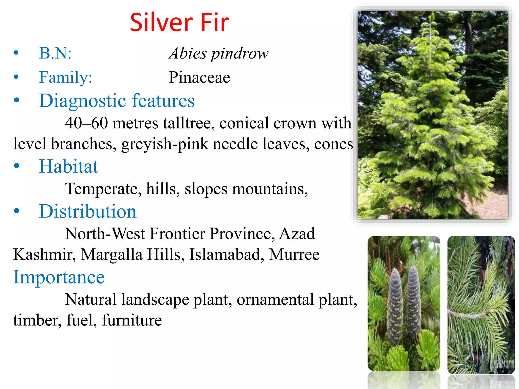 Native Plants of Pakistan | PPTX