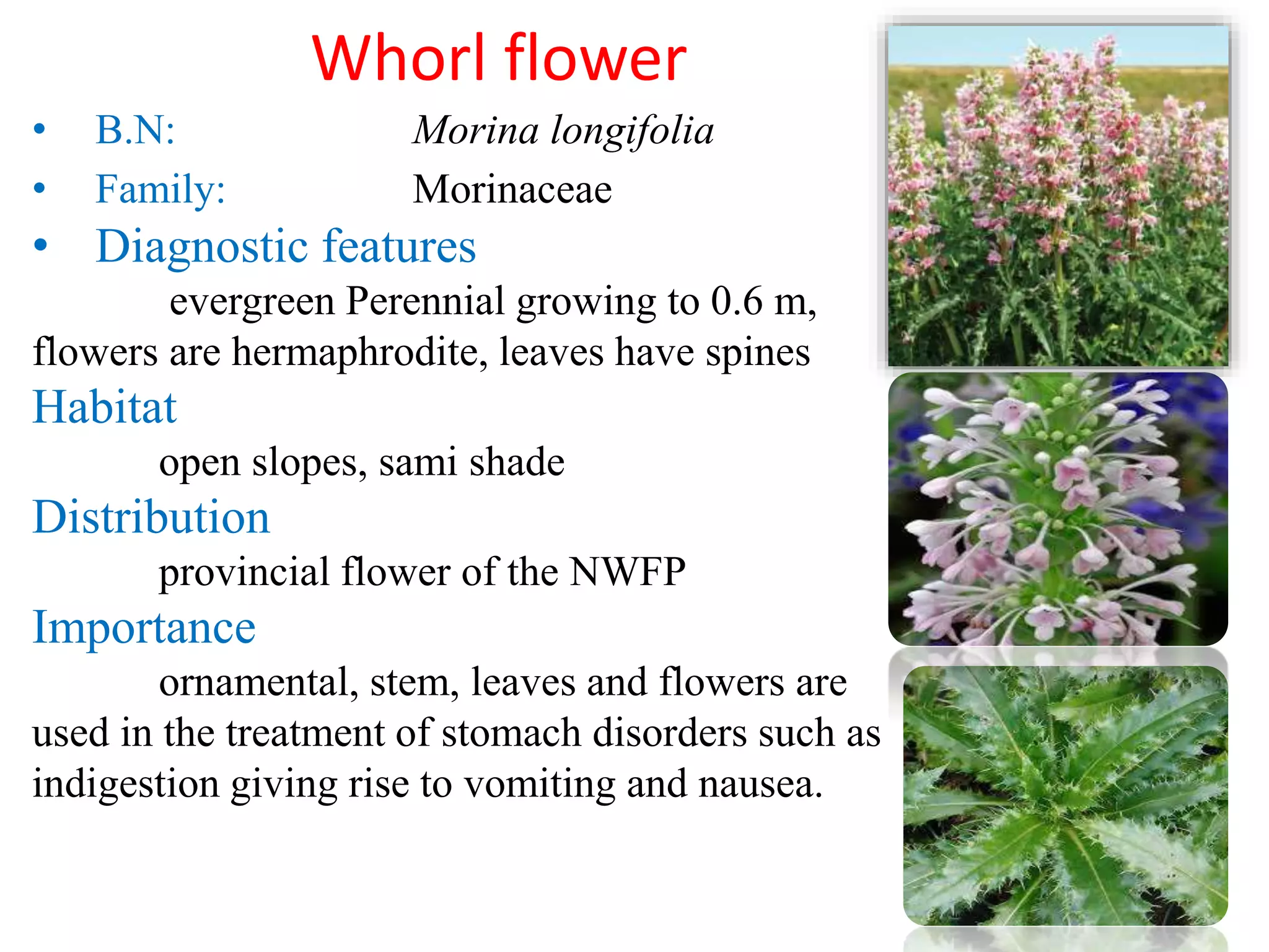 Native Plants of Pakistan | PPTX