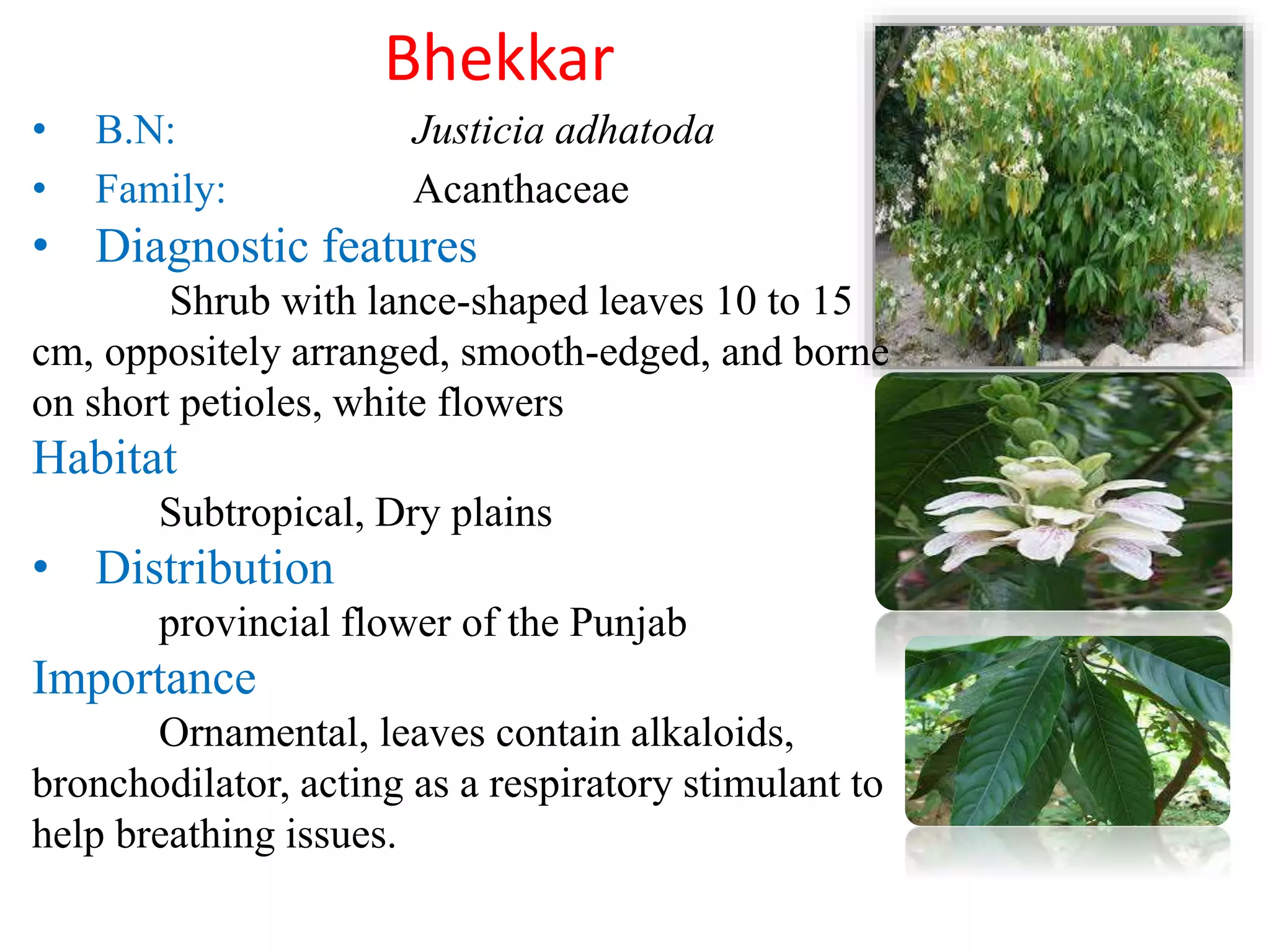 Native Plants of Pakistan | PPTX