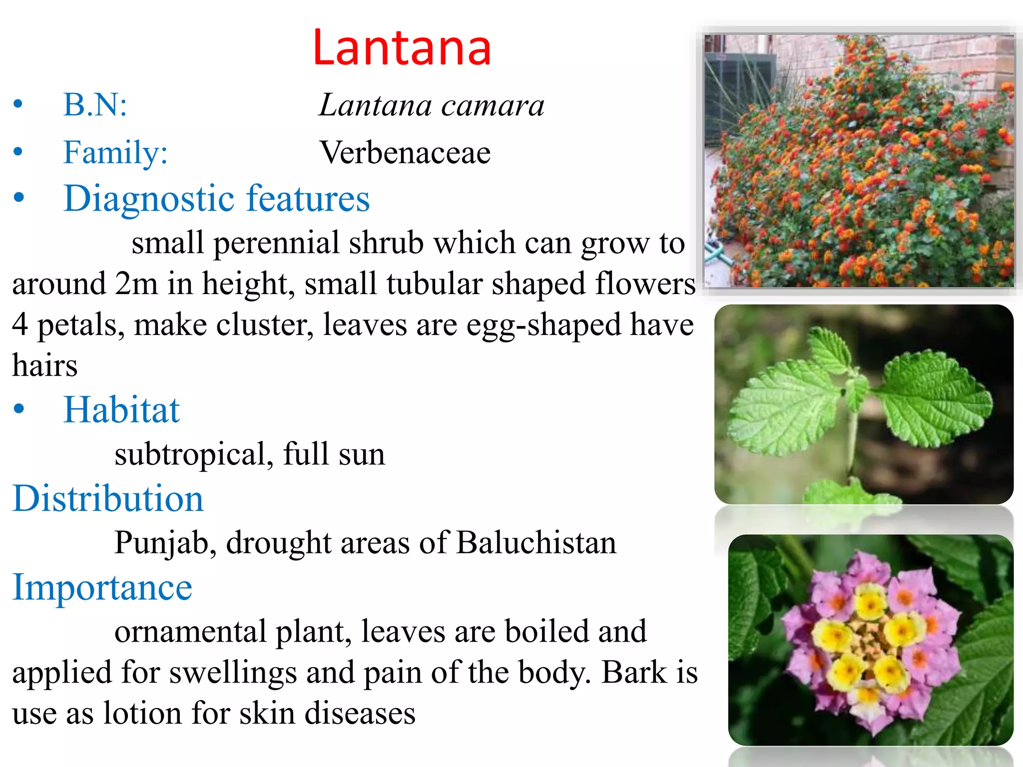 Native Plants of Pakistan | PPTX