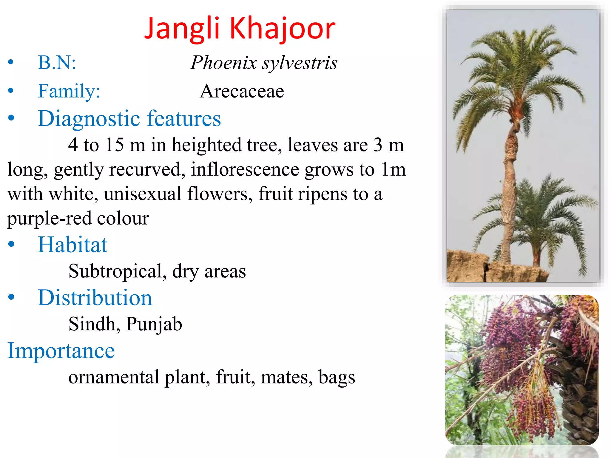 Native Plants of Pakistan | PPTX