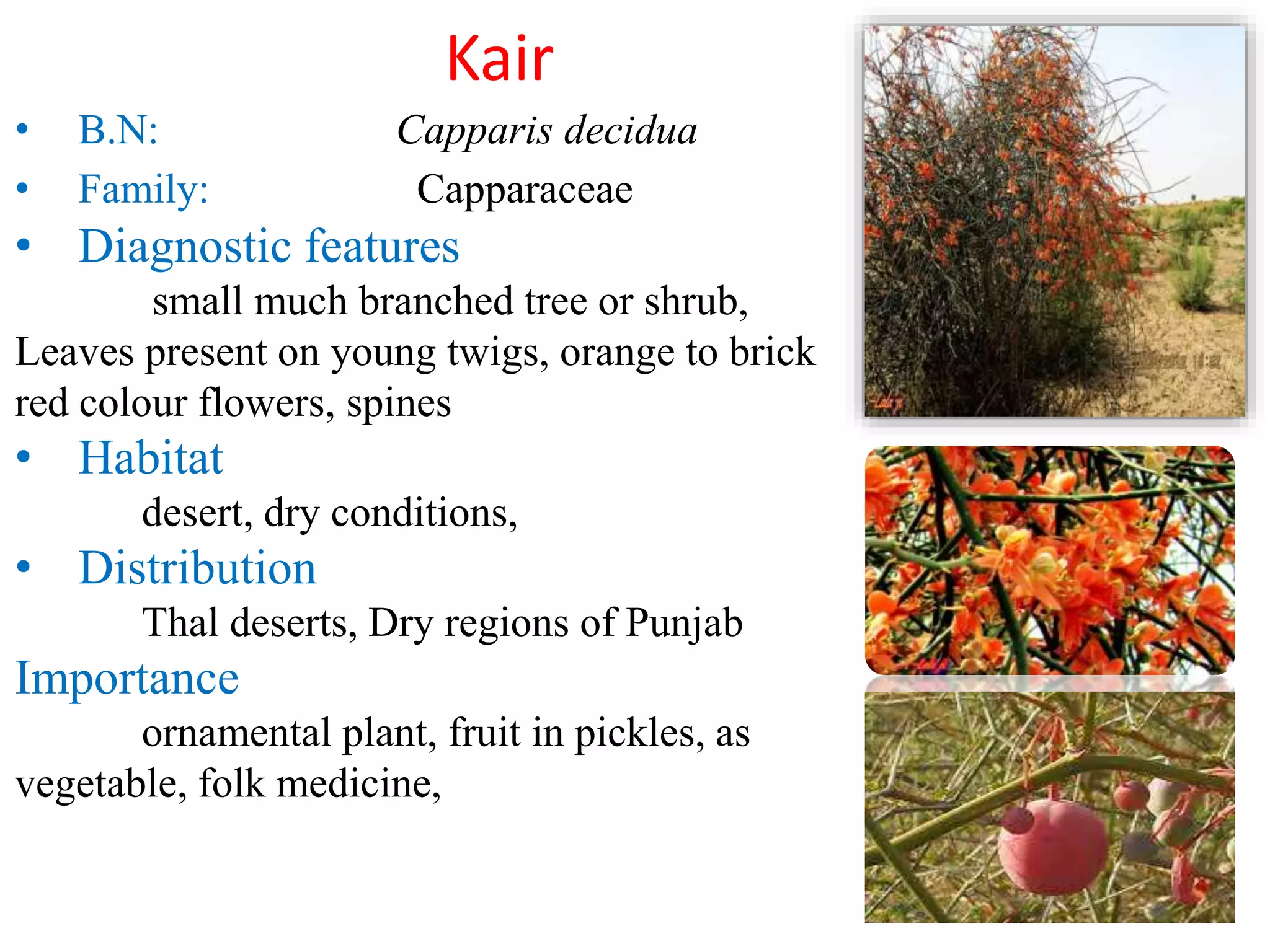 Native Plants of Pakistan | PPTX