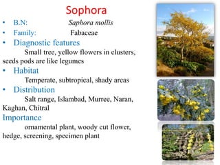 Native Plants of Pakistan | PPTX