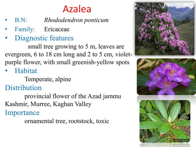 Native Plants of Pakistan | PPTX