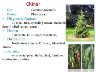 Native Plants of Pakistan | PPTX