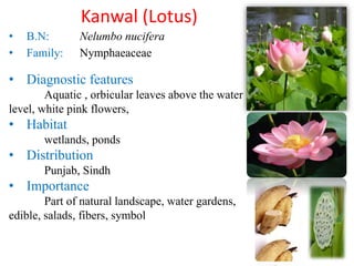 Native Plants of Pakistan | PPTX
