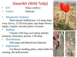Native Plants of Pakistan | PPTX