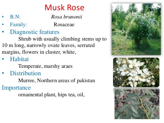 Native Trees and Plants of Pakistan | Pakistan Defence