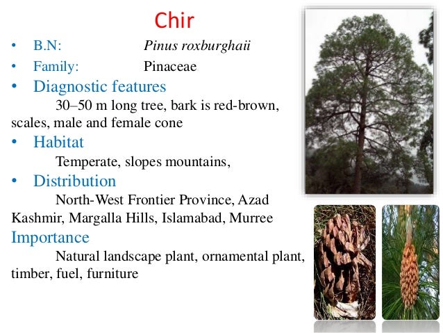 Native Trees and Plants of Pakistan | Pakistan Defence