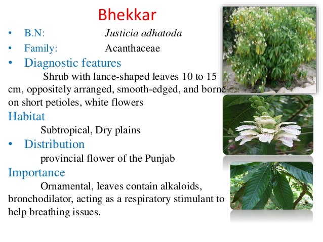 Native Trees and Plants of Pakistan | Pakistan Defence