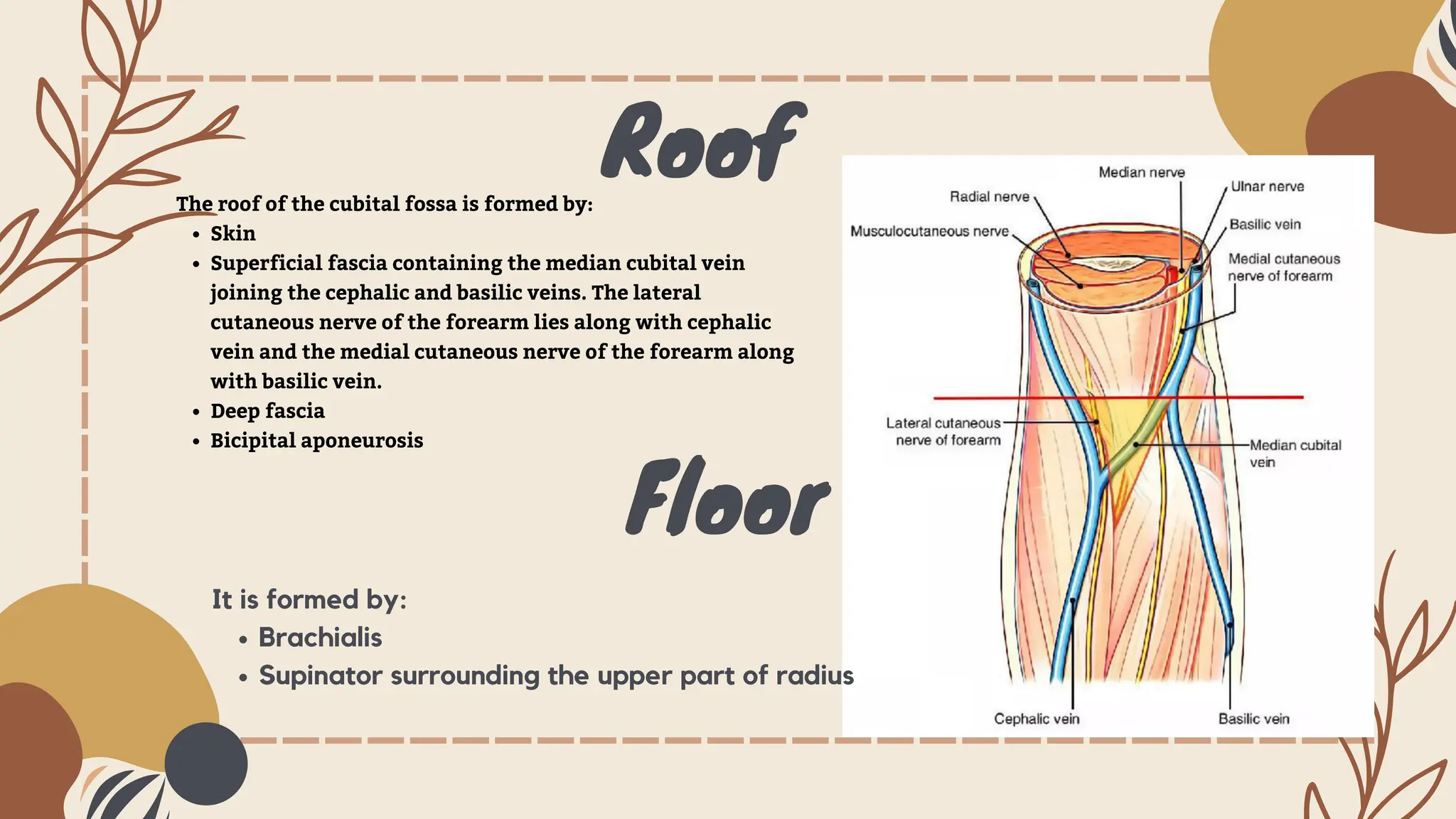 CUBITAL FOSSA Anatomy and it's clinical relevance | PPT
