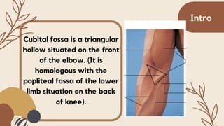 CUBITAL FOSSA Anatomy and it's clinical relevance | PPT