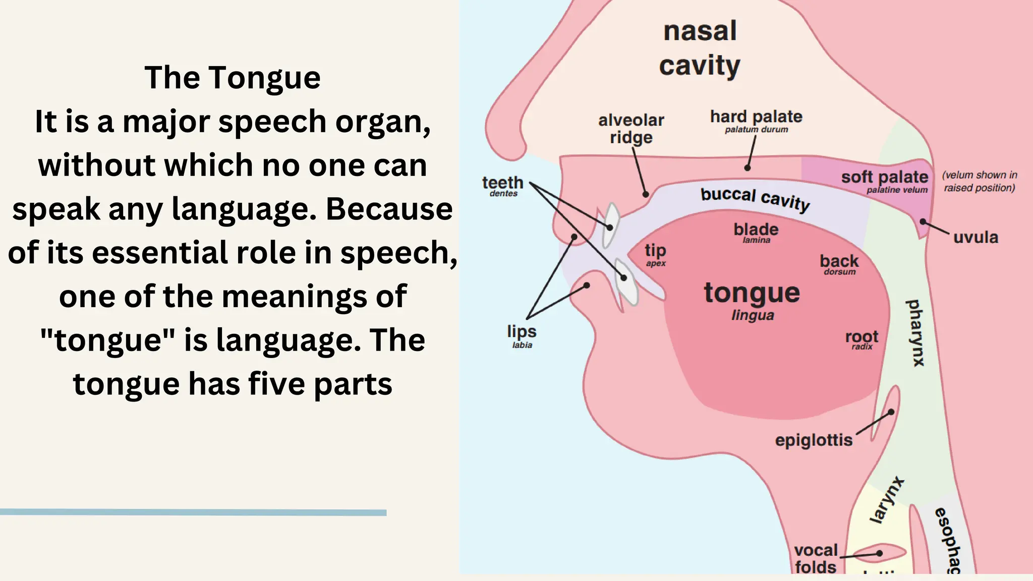 Speech organs the articulators by Amani Ayman | PDF
