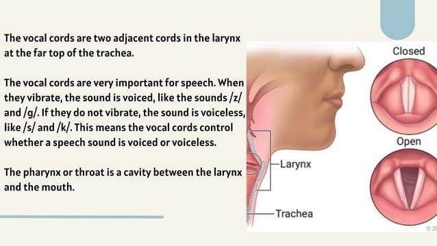 Speech organs the articulators by Amani Ayman | PDF