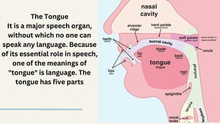 Speech organs the articulators by Amani Ayman | PDF