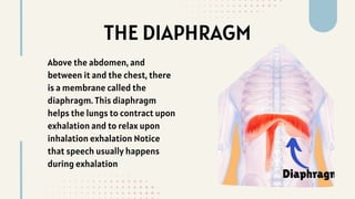 Speech organs the articulators by Amani Ayman | PDF