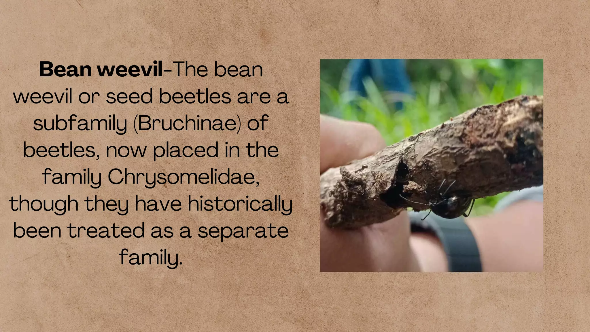 Beige Vintage Insects Nature Presentation (2).pdf