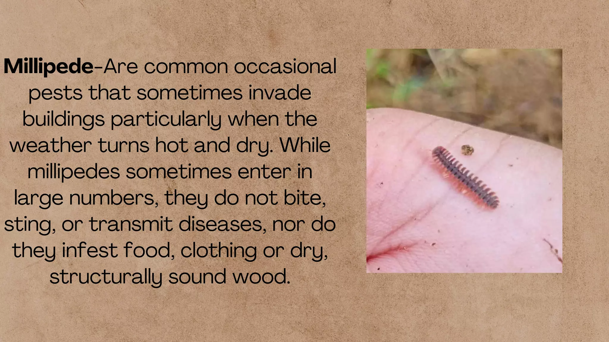 Beige Vintage Insects Nature Presentation (2).pdf | Gardening | Home ...