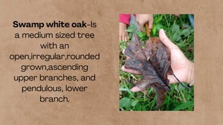 Beige Vintage Insects Nature Presentation (2).pdf