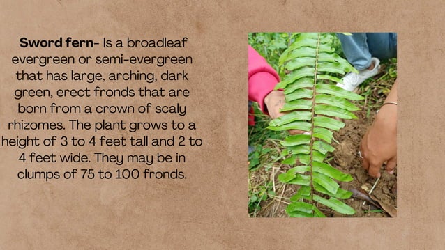 Beige Vintage Insects Nature Presentation (2).pdf | Gardening | Home ...