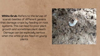 Beige Vintage Insects Nature Presentation (2).pdf
