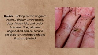 Beige Vintage Insects Nature Presentation (2).pdf