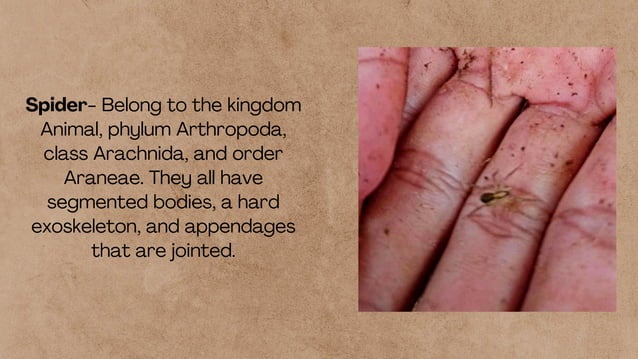 Beige Vintage Insects Nature Presentation (2).pdf