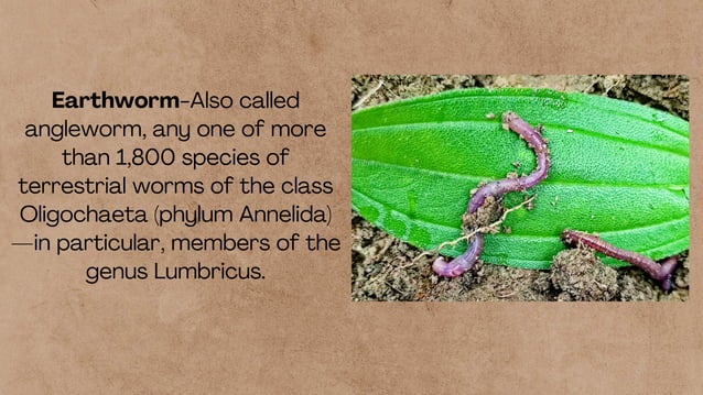 Beige Vintage Insects Nature Presentation (2).pdf