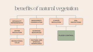 Natural vegetation and benefits of vegetation | PPT