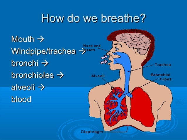Being healthy | Breathing and the lungs