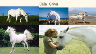 Bela Griva | PPTX