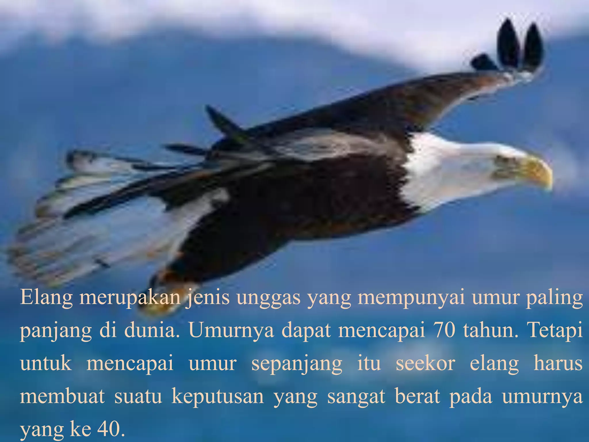 Belajar dari elang | PPSX