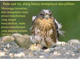 Belajar dari elang | PPSX