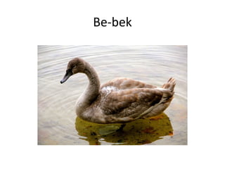 Belajar membaca hewan | PPT