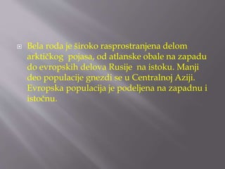 Bela roda | PPT
