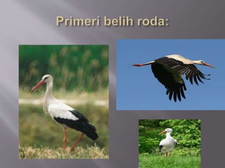 Bela roda | PPT