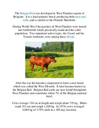 Belgian Red Cattle