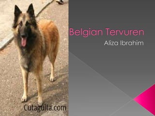 Belgian terveren | PPT