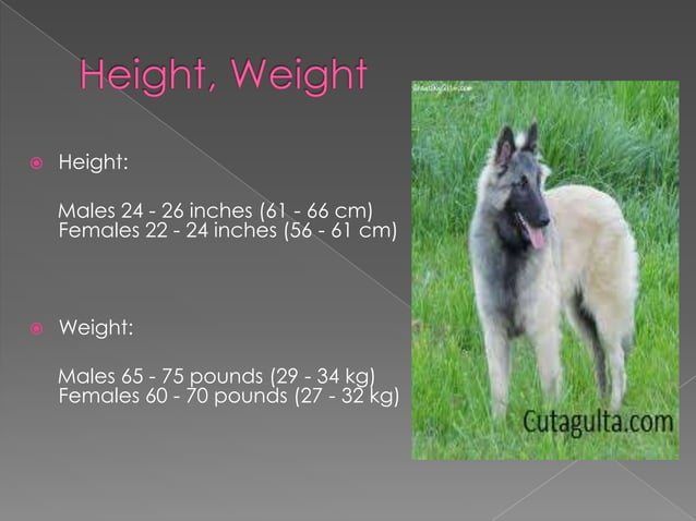 Belgian terveren | PPT